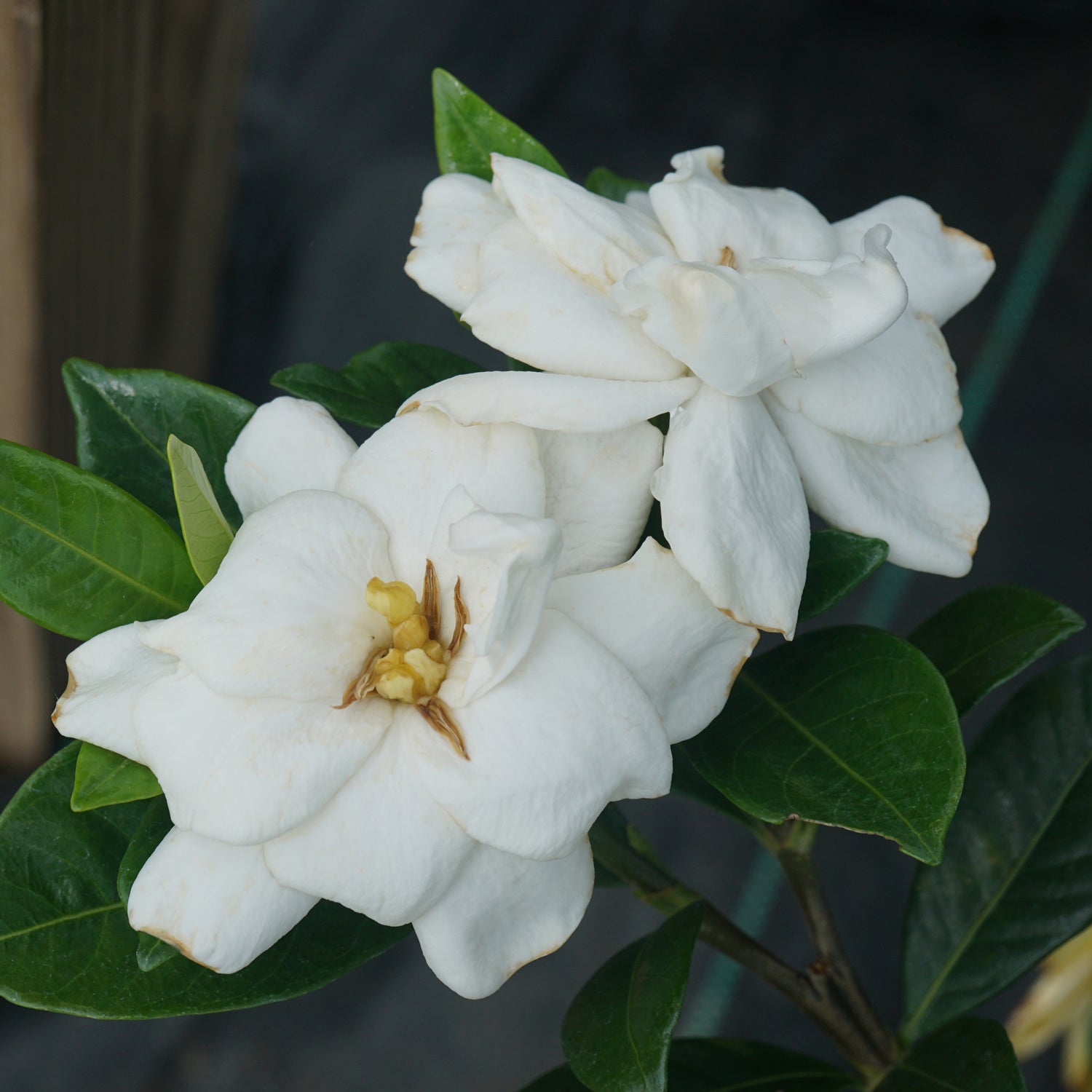 Attributes - Fragrant - Shrubs